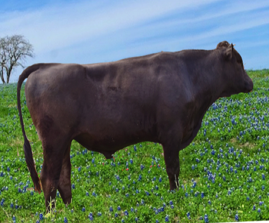 Wagyu Semen For Sale Chisholm Cattle Company